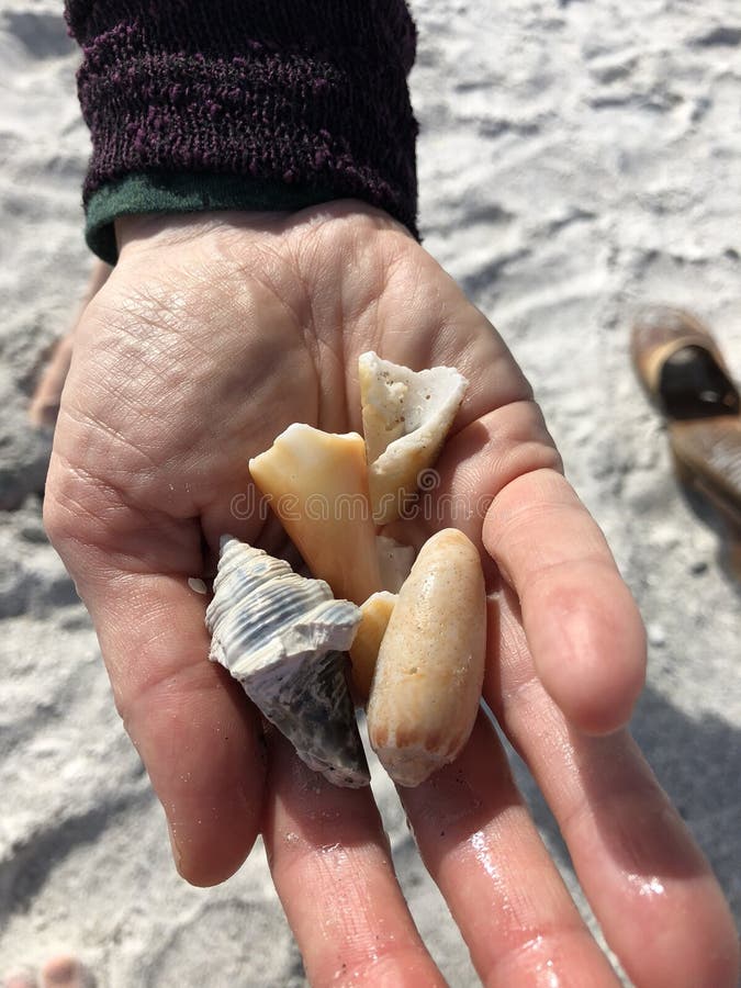 Seashells in the hand stock photo. Image of tampa, ocean - 108676148
