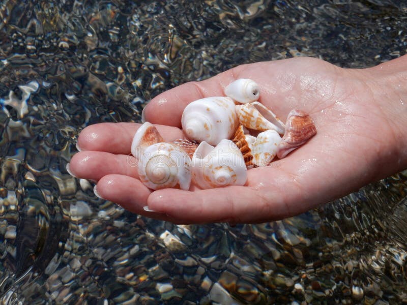 Seashells in hand stock photo. Image of wave, nature - 56447630