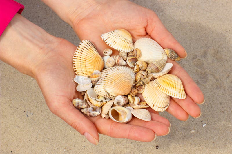 Seashells in Hand of Woman at the Beach Stock Image - Image of summer ...