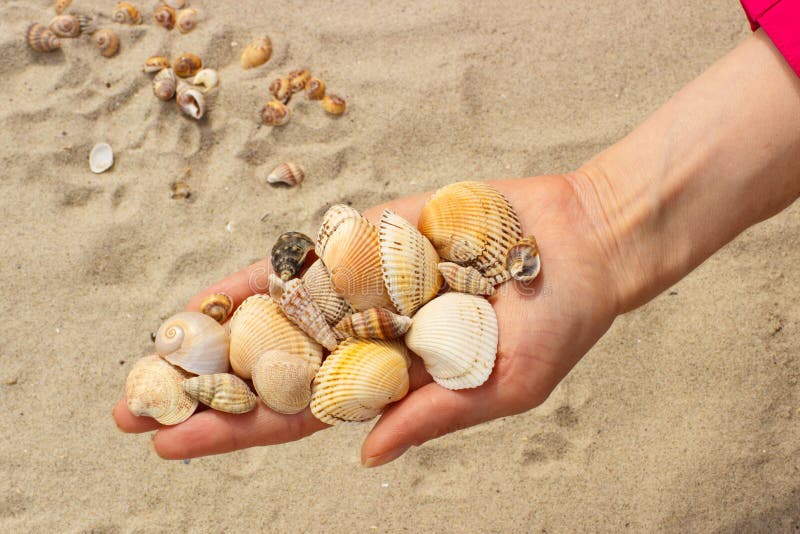 Seashells in Hand of Woman at the Beach Stock Image - Image of seaside ...