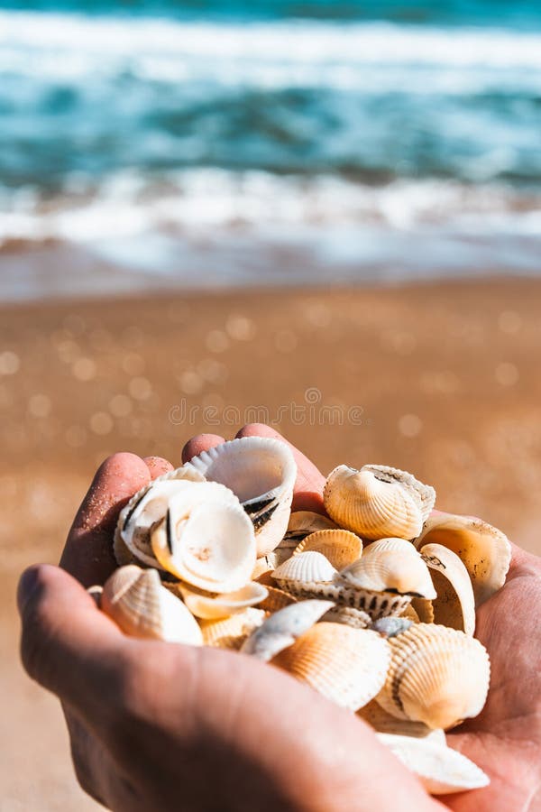 Seashells in Hands on the Background of the Sea, the Concept of ...
