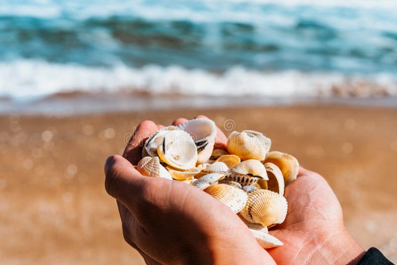 Seashells in Hands on the Background of the Sea, the Concept of ...