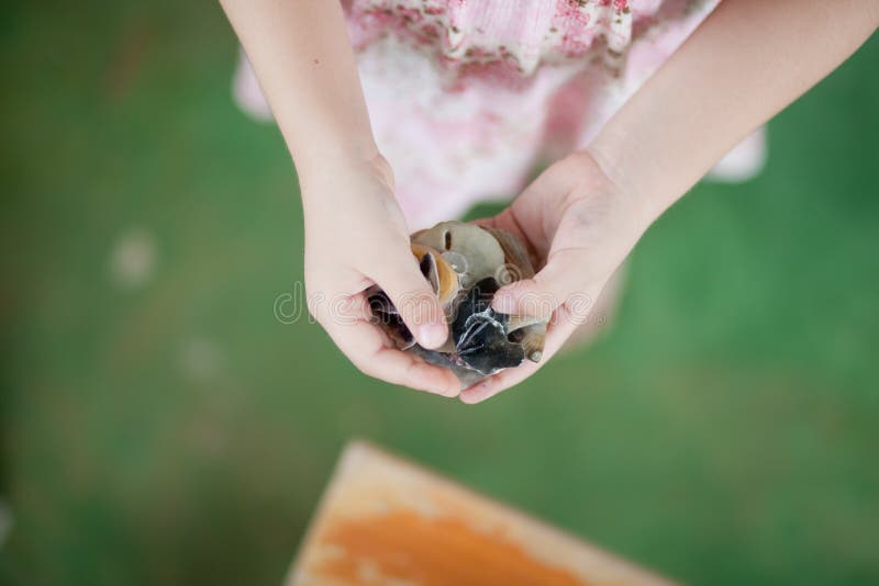 Seashells in the Hands of Girl Stock Photo - Image of closeup, brown ...