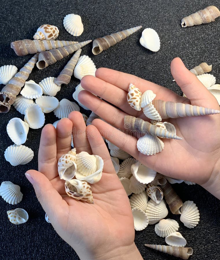 Seashells in hands stock photo. Image of young, rest - 154405488