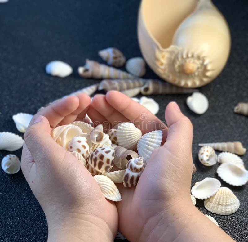 Seashells in Hands. Sea Shells at the Child in Hands Stock Image ...