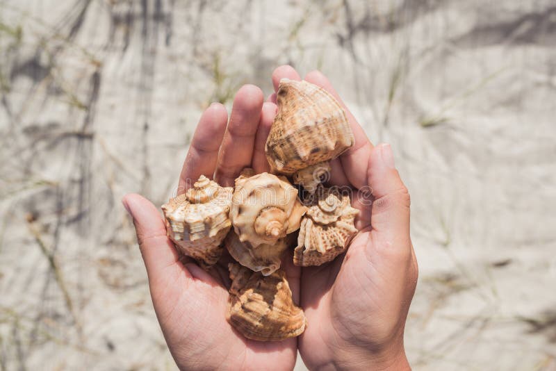 Seashells in the hands stock photo. Image of coast, money - 121330020