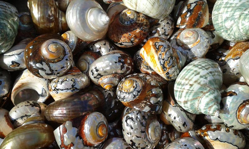 Seashells stock image. Image of heraklion, crete, assorted - 84877983