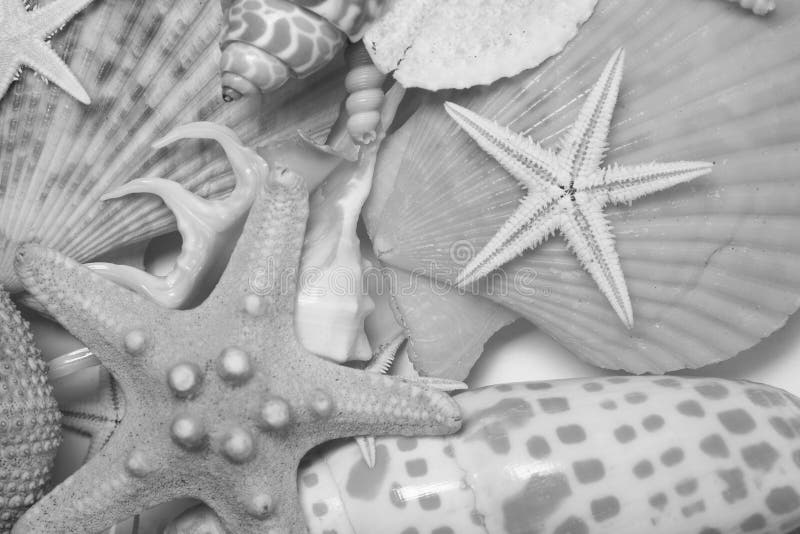 Seashells in High Key Mono stock image. Image of shell - 11023243