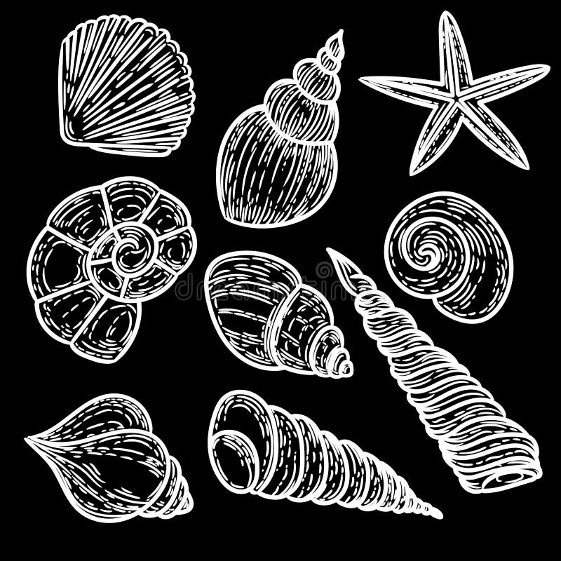 Seashells Illustration Black and White Seamless Pattern Stock Vector ...