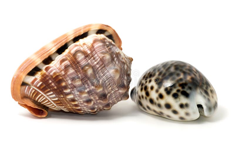 Seashells isolated stock photo. Image of symmetry, spiral - 6047000