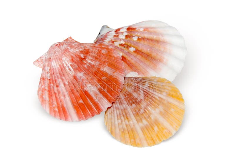 1,100+ Seashells Free Stock Photos - StockFreeImages