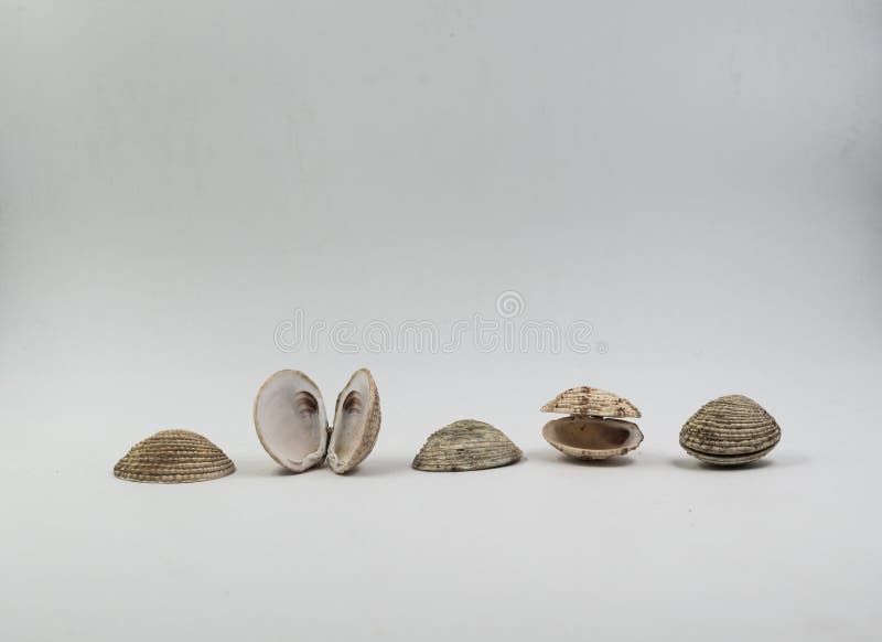 Micro- Seashells on a Sandy Beach Stock Photo - Image of seashells ...