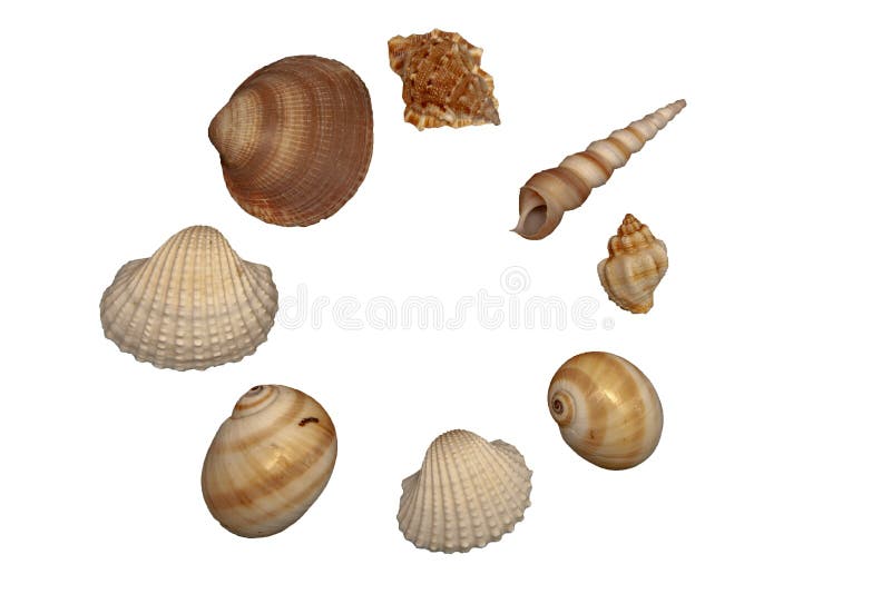 Seashells isolated stock photo. Image of environment, outdoor - 8485880