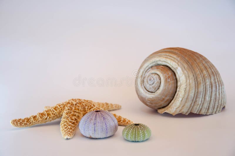 Seashells Isolated on White Stock Photo - Image of concepts, pattern ...