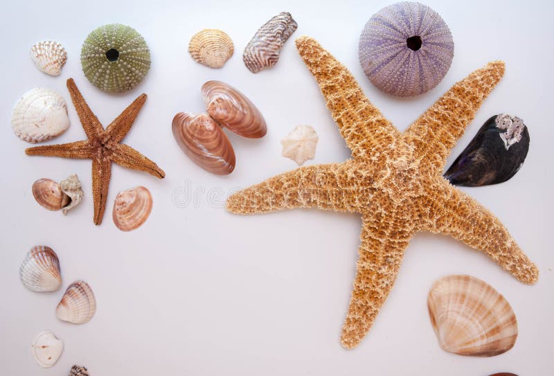 Seashells Isolated on White Stock Image - Image of border, group: 149687095