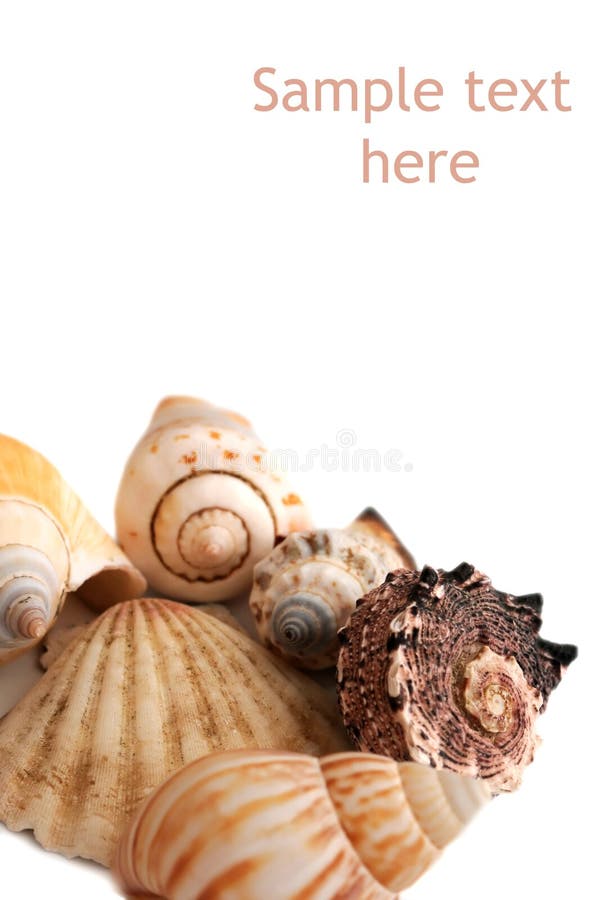 Seashells isolated stock photo. Image of environment, outdoor - 8485880