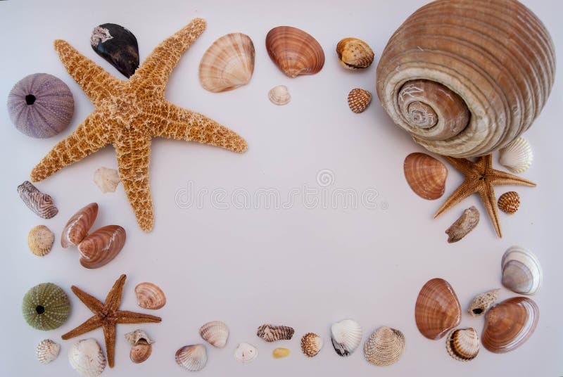 Seashells Isolated on White Stock Photo - Image of accessory, climate ...
