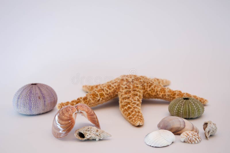 Seashells Isolated on White Stock Photo - Image of objects, crustacean ...