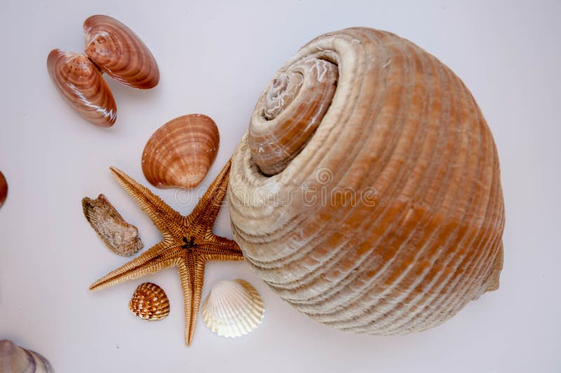 Seashells Isolated on White Stock Photo - Image of adventure, group ...