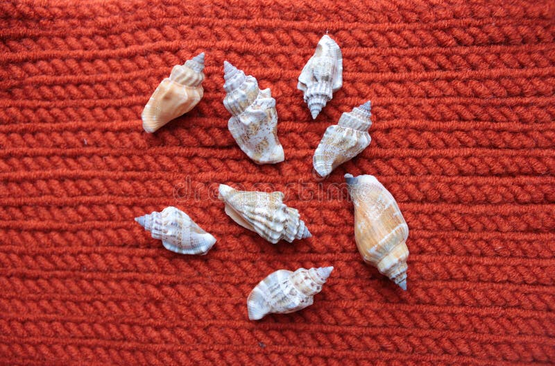 Seashells are on a Knitted Plaid Stock Photo - Image of background ...