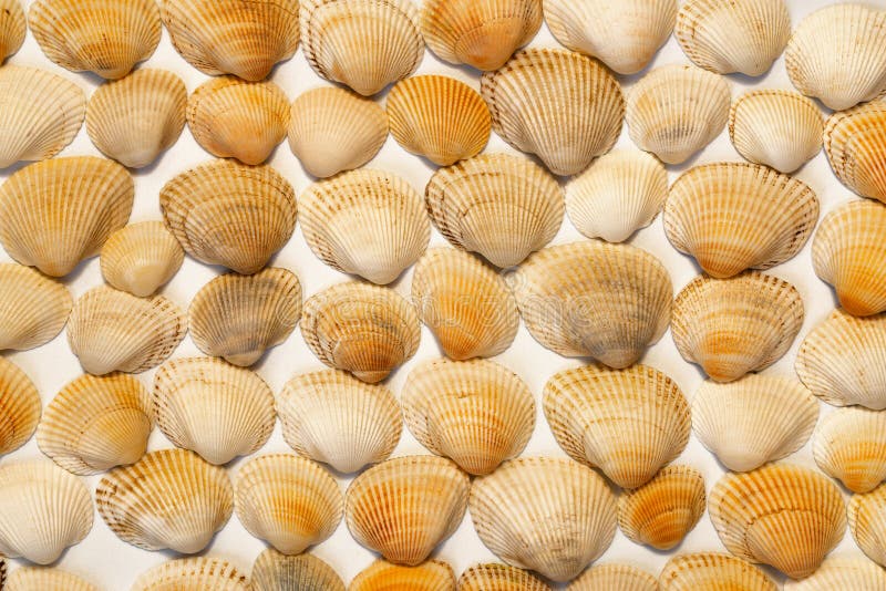 Seashells Laid Out in Rows All Over the Surface Stock Photo - Image of ...