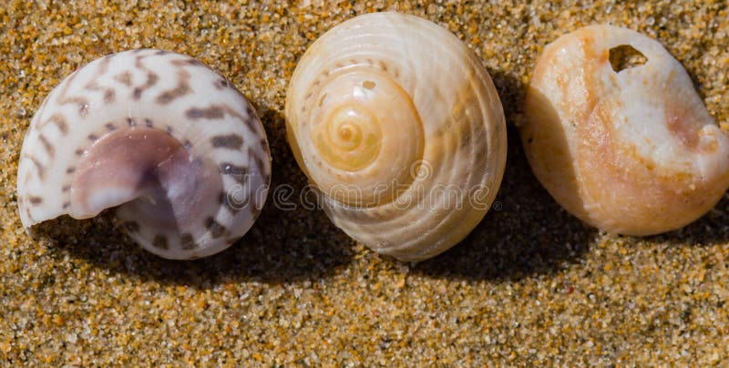 Seashells Laying in the Sand Stock Image - Image of travel, shells ...