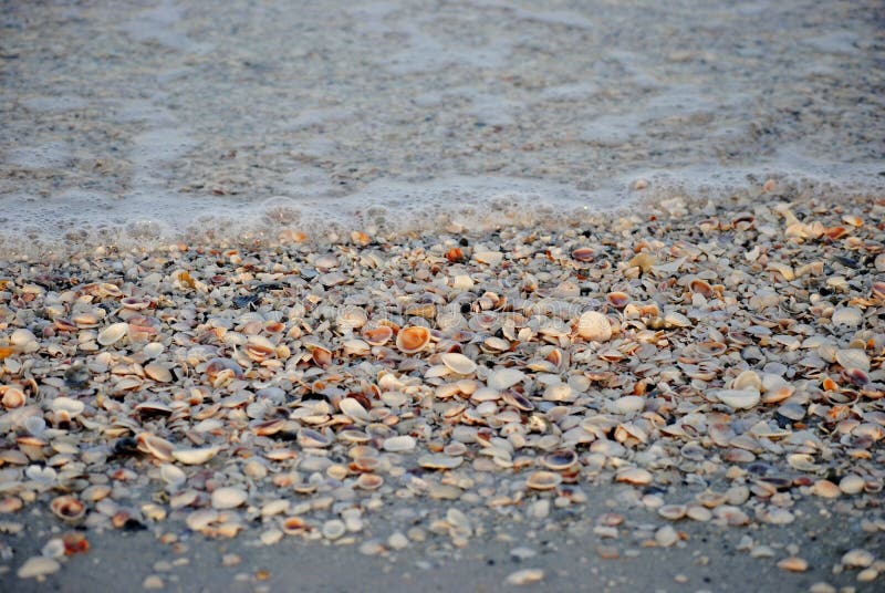 70,477 Seashells Stock Photos - Free & Royalty-Free Stock Photos from ...
