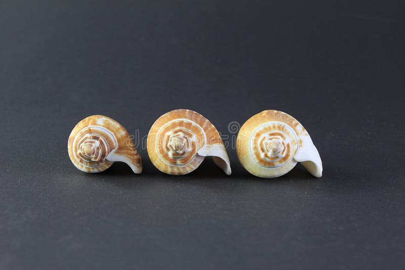 Seashells in a line stock photo. Image of beautiful, holiday - 31455612