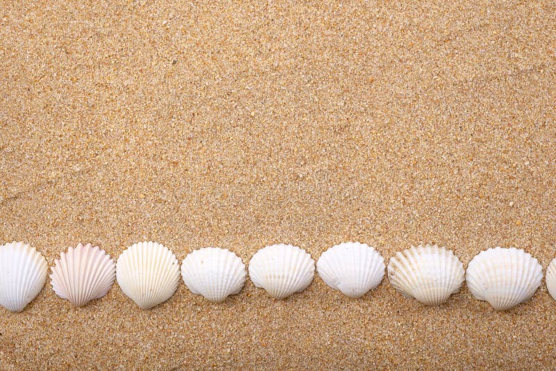 Seashells in Line on Sea Sand Stock Photo - Image of beige, shell: 43280598