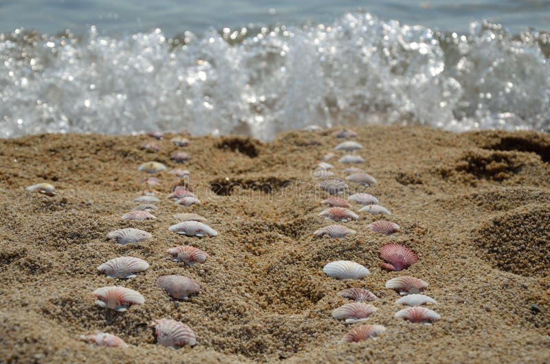 Seashells in a Line to Sea stock photo. Image of collect - 70884918