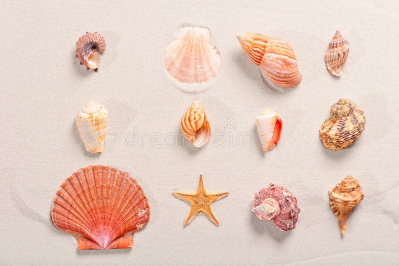 Seashells lined in row stock photo. Image of shell, nature - 37084806