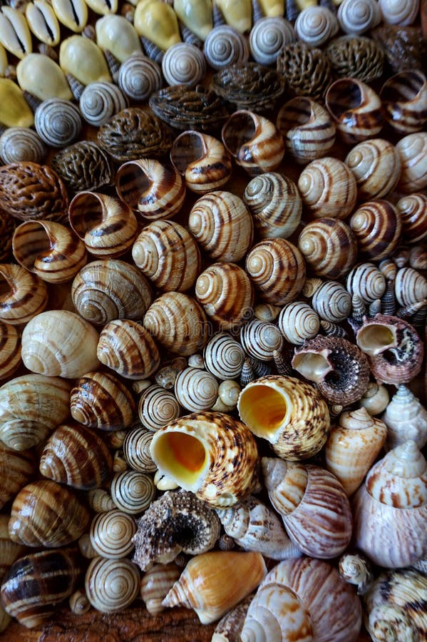 Seashells lined in rows. stock photo. Image of life - 115046038