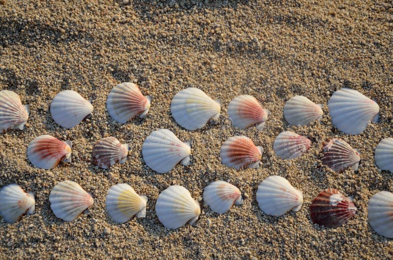 Seashells in Lines on a Beach Stock Image - Image of travel, collection ...