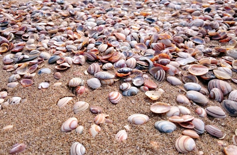Seashells. stock image. Image of beach, scattered, northsea - 89225967