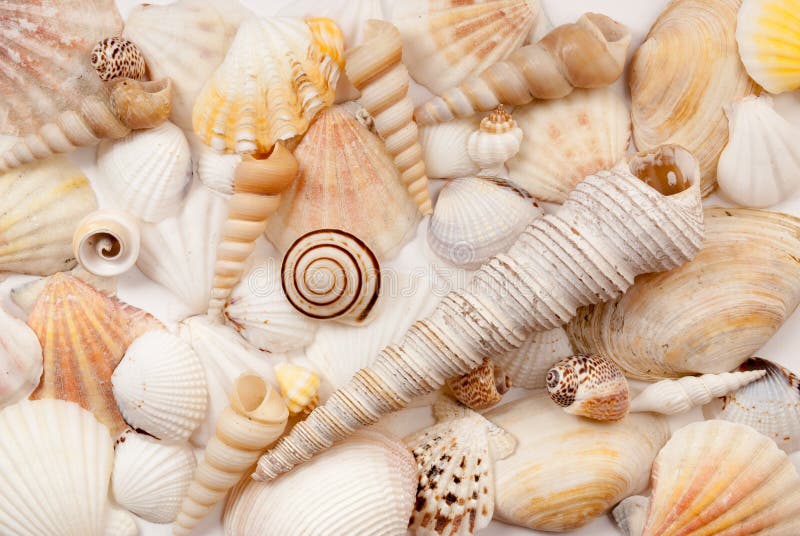 Lots of seashells. stock image. Image of lots, summer - 31684183
