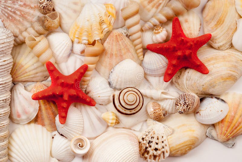 Lots of seashells. stock image. Image of lots, summer - 31684183