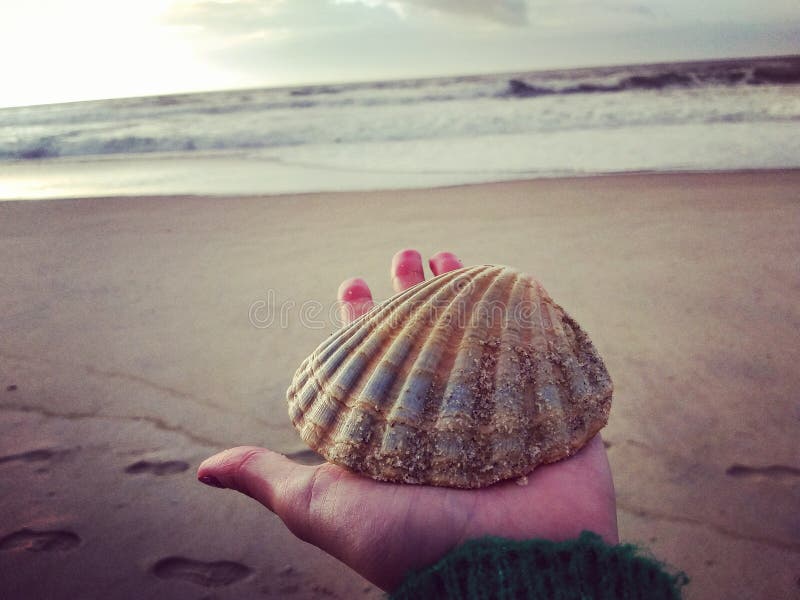 Seashells are love letters stock photo. Image of seashells - 175673274