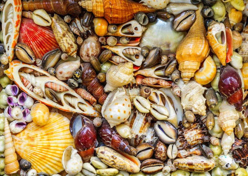 Seashells stock image. Image of animal, colorful, beauty - 75478633