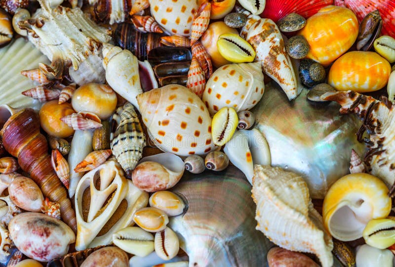 Seashells stock image. Image of multi, marine, collect - 75479257