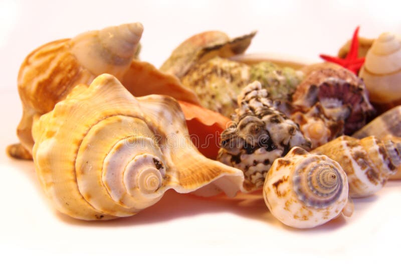 Seashells Macro Picture. Image: 5760932
