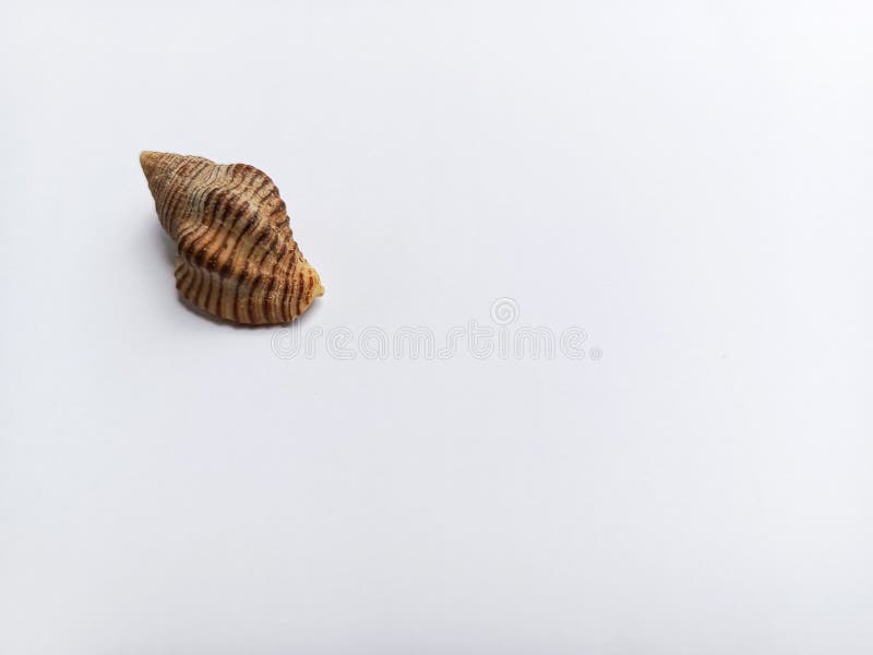 Seashells Showcasing Their Intricate Details and Unique Textures Stock ...