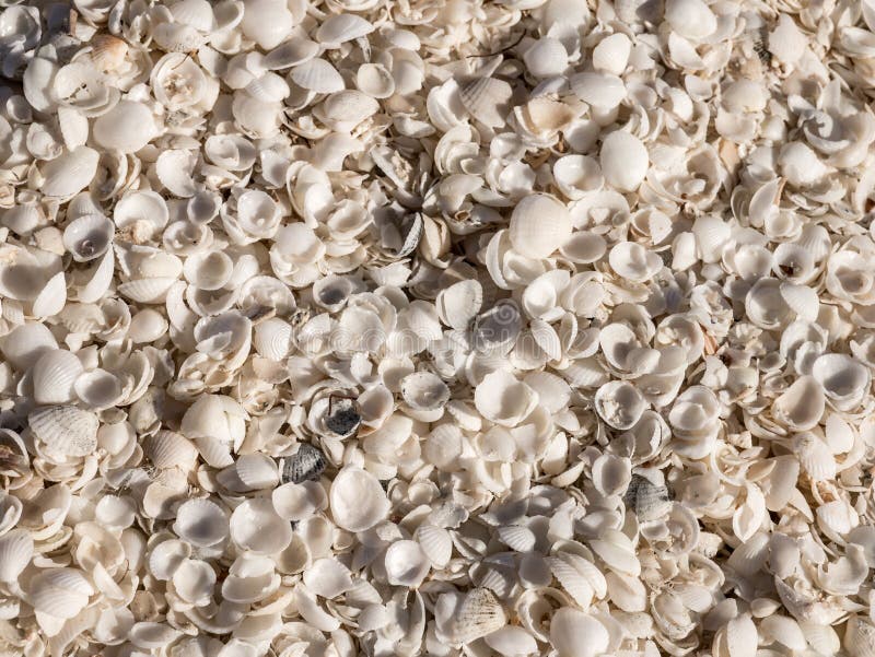 Seashells stock image. Image of pattern, water, pretty - 108850115