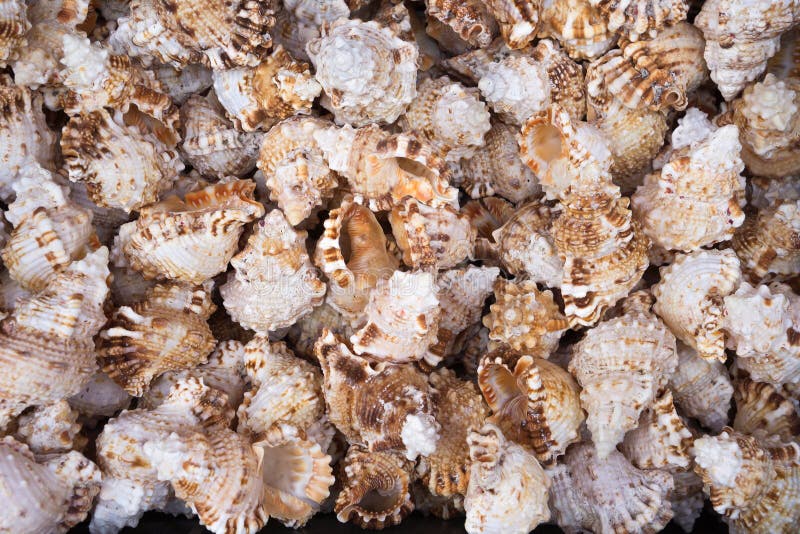 Seashells for sale. stock image. Image of market, marine - 25836501
