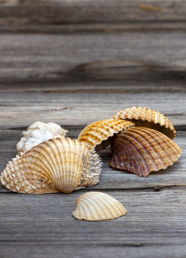 Seashells from the Mediterranean Stock Image - Image of beige, seashell ...