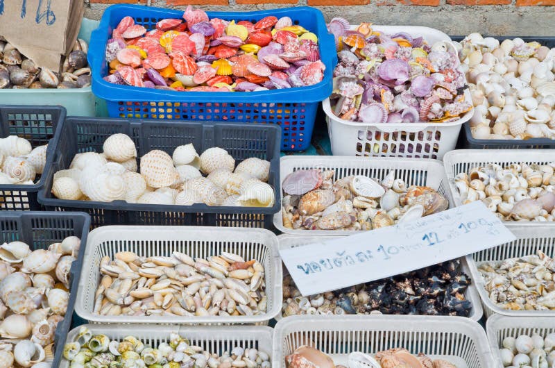 Seashells stock image. Image of outside, tropical, vivid - 43135159