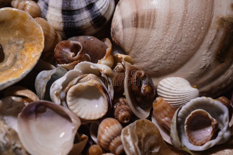 Seashells. Mollusk Shells. Seashell Background. Texture of the Shells ...