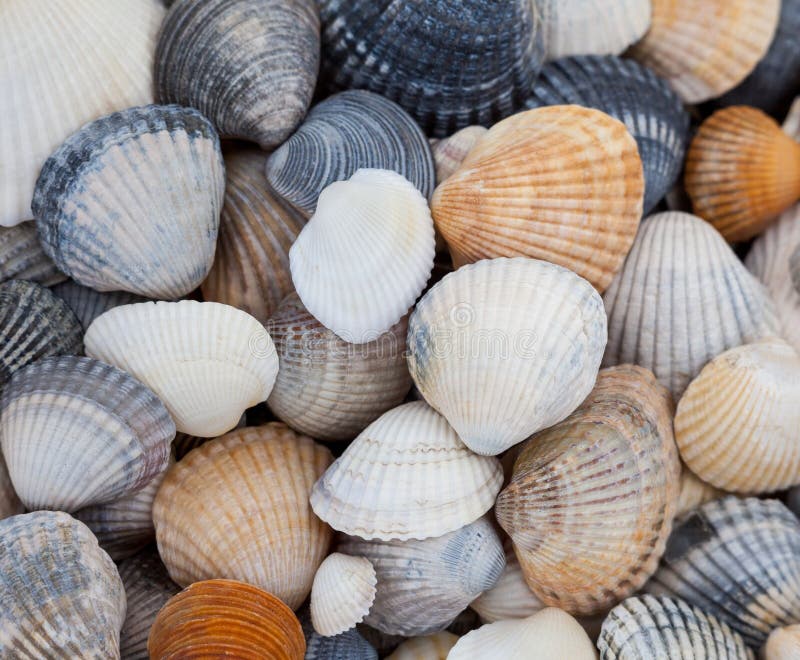 Seashells. Mollusk shells stock image. Image of fragile - 149331095