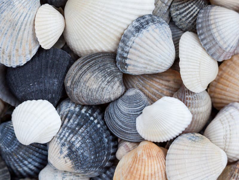 Seashells. Mollusk shells stock image. Image of beautiful - 149331699