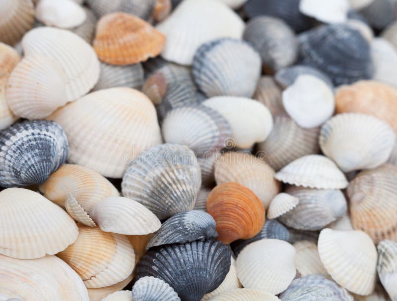 Seashells. Mollusk shells stock image. Image of molluscan - 149357677