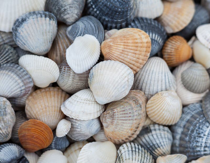 Seashells. Mollusk shells stock photo. Image of marine - 149358512
